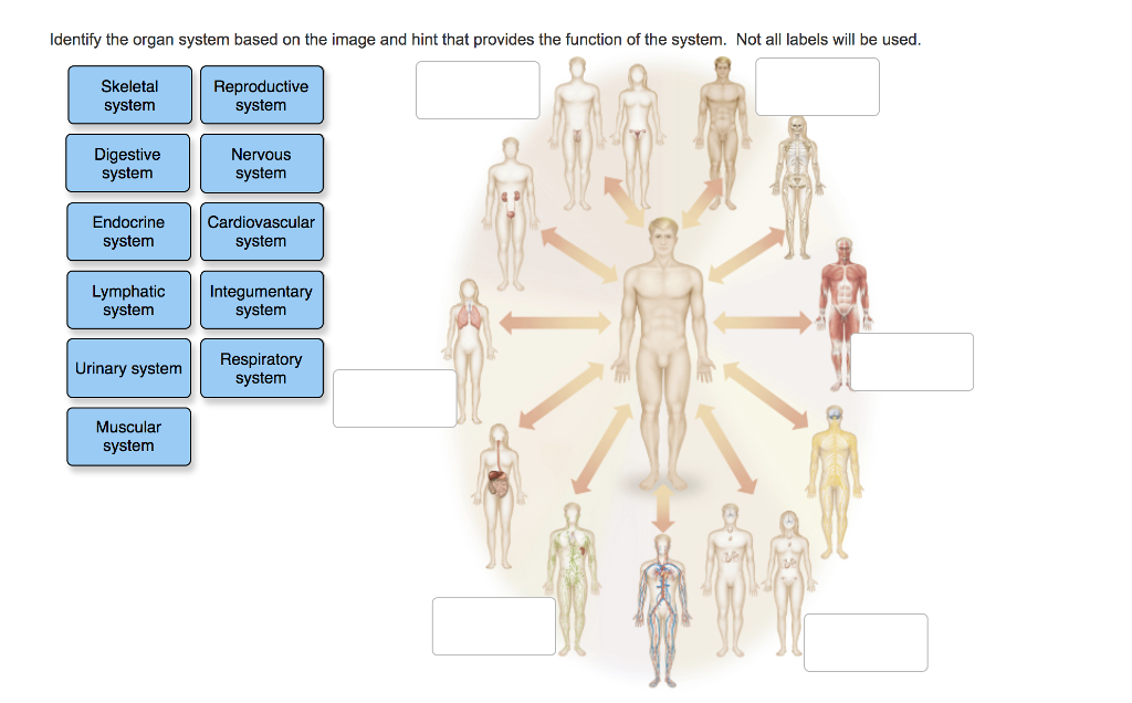Solved ldentify the organ system based on the image and hint | Chegg.com