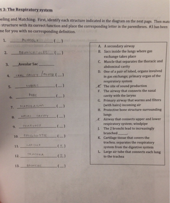 Solved First, identify each structure Indicated In the | Chegg.com