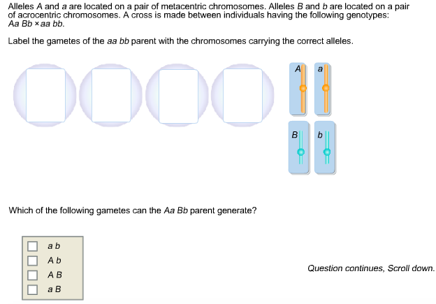 Solved Alleles A and a are located on a pair of metacentric | Chegg.com