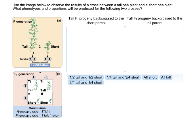 Solved Use the image below to observe the results of a cross | Chegg.com