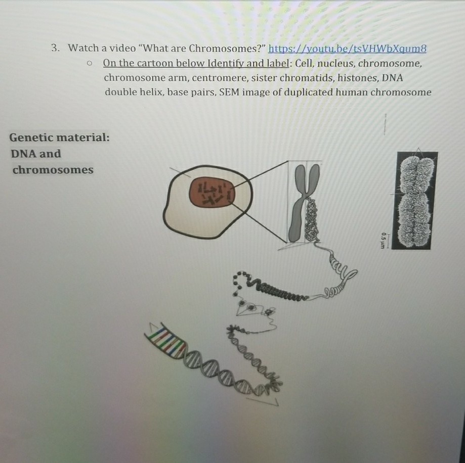 Solved 1. Watch a video about cell division: | Chegg.com