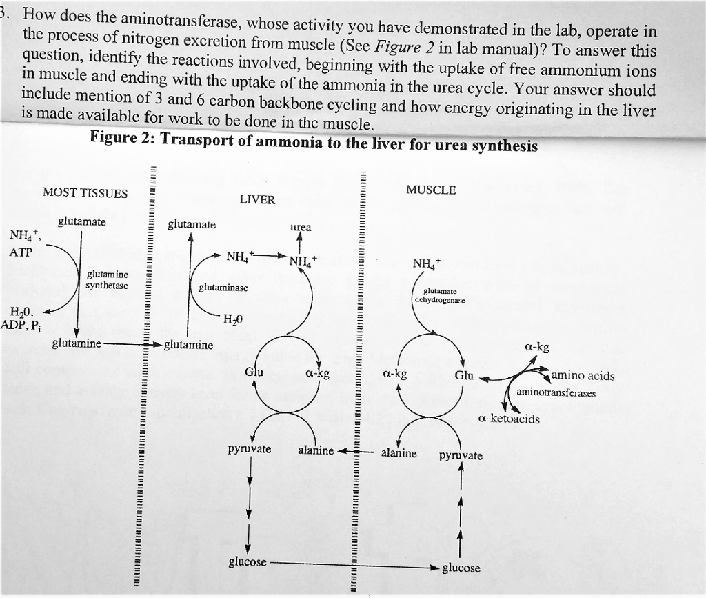 Solved How does the aminotransferase, whose activity you | Chegg.com