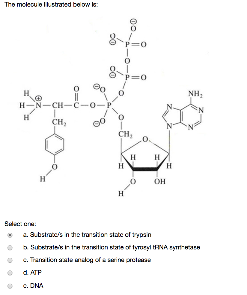 Solved The molecule illustrated below is: a. Substrate/s in | Chegg.com