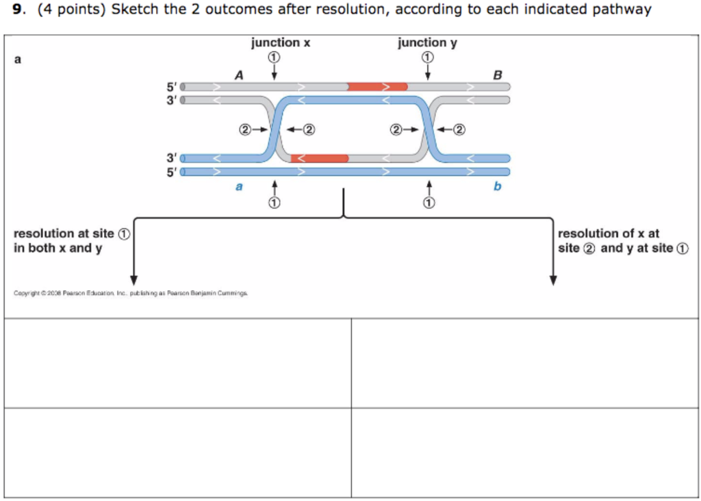 Solved 9. (4 points) Sketch the 2 outcomes after resolution, | Chegg.com