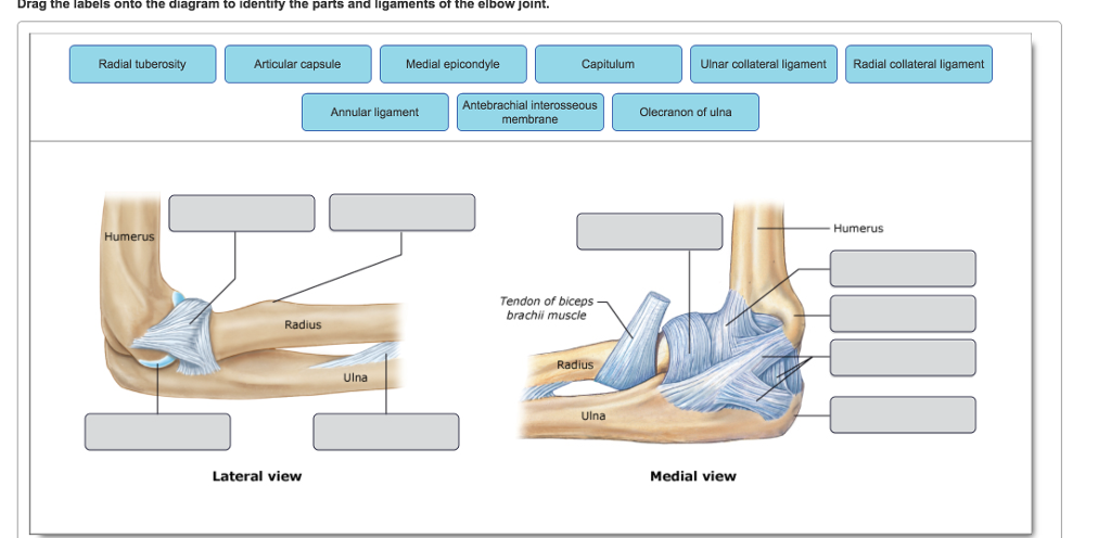 Elbow Joint Ligaments