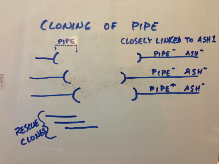 Solved During the cloning of the pipe gene, what was the | Chegg.com