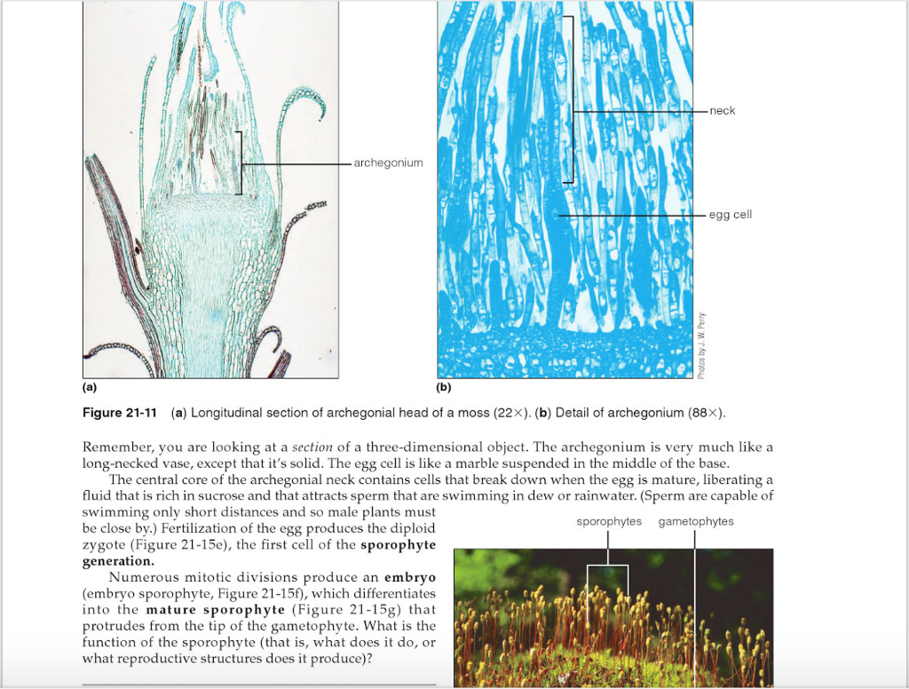 Solved 21.4 Phylum Bryophyta: Mosses (About 60 min.) Mosses | Chegg.com