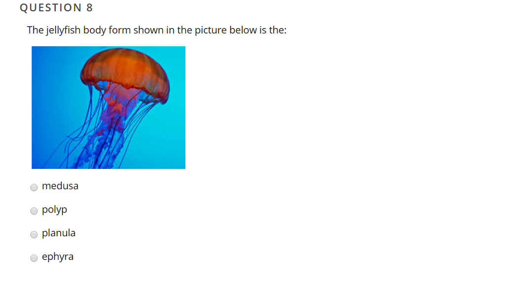 Solved QUESTION 8 The jellyfish body form shown in the | Chegg.com