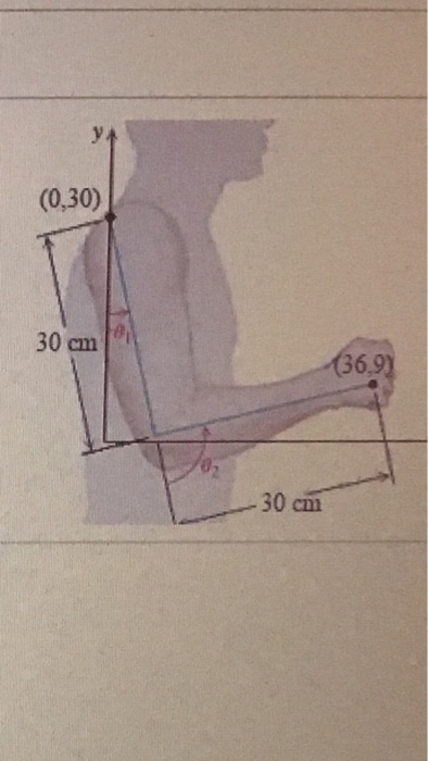 Solved A human arm consists of an upper arm of 30cm and a | Chegg.com