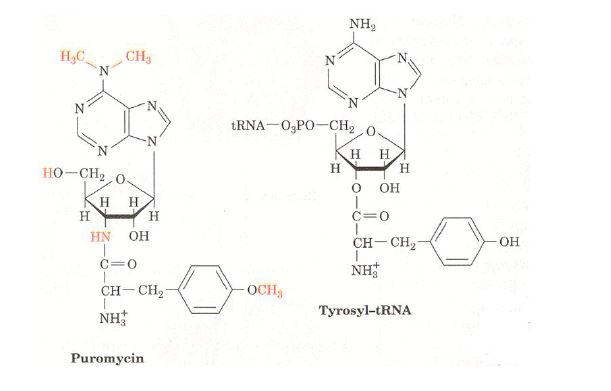 Solved task Puromycin is a powerful inhibitor of protein | Chegg.com