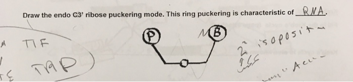 Solved Draw the endo C3' ribose puckering mode. This ring | Chegg.com