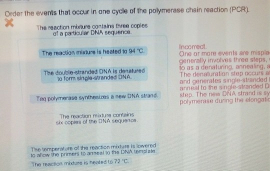 Solved Order the events that occur in one cycle of the | Chegg.com