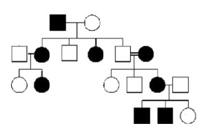 Solved This family tree has been drawn to document a | Chegg.com