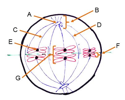 Solved 2. Many of the terms in cell division start with the | Chegg.com