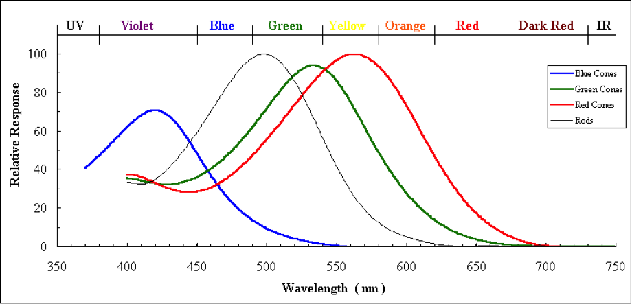 Solved The graph below shows action spectra of human | Chegg.com