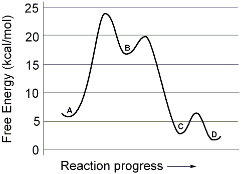Solved Use the reaction energy diagram above to answer the | Chegg.com