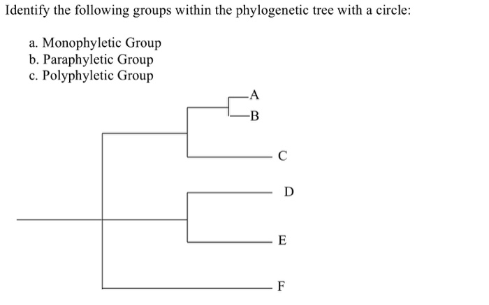 Solved Identify the following groups within the phylogenetic | Chegg.com