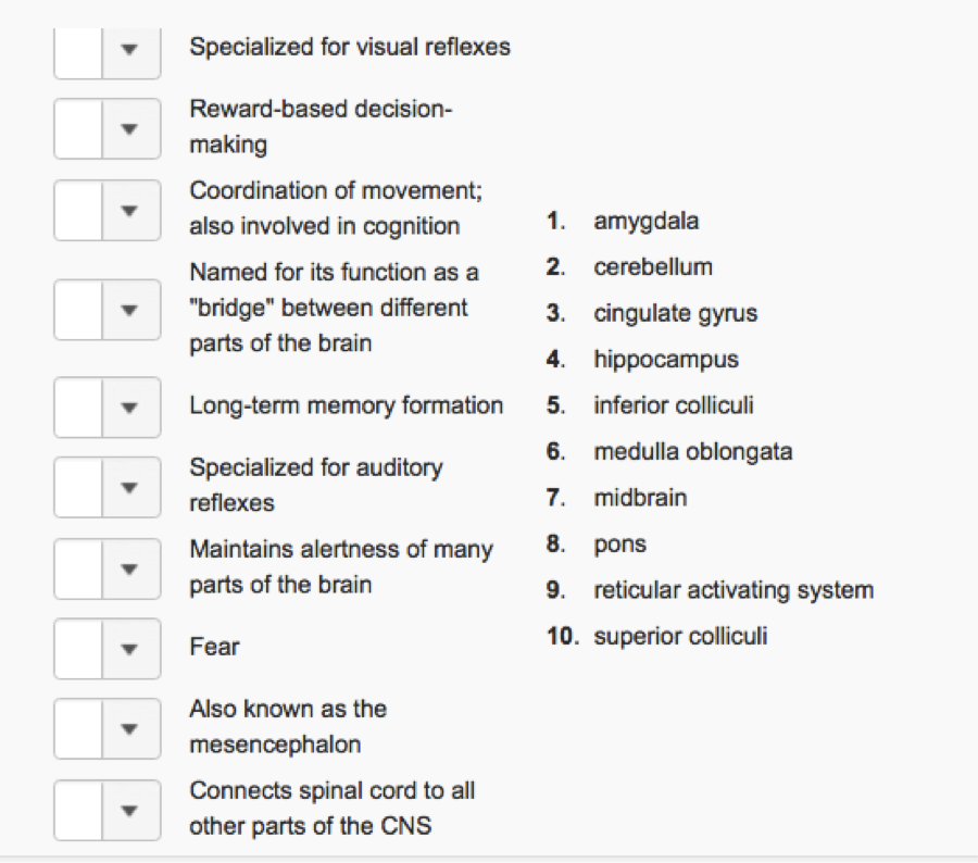 Solved Match each brain structure to its description. Each | Chegg.com