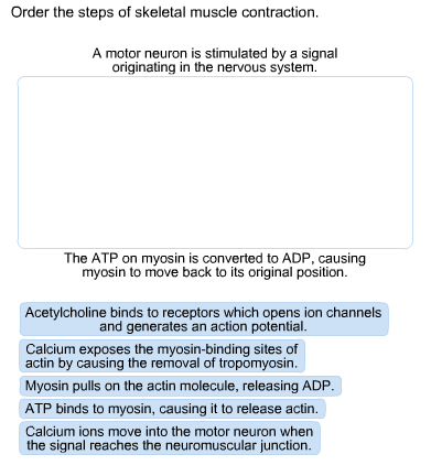 Solved Order the steps of skeletal muscle contraction. A | Chegg.com