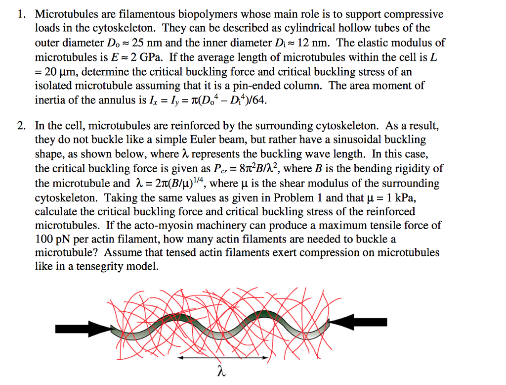 Solved 1. Microtubules are filamentous biopolymers whose | Chegg.com
