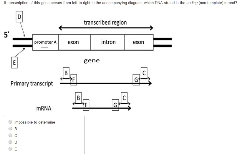 Solved If transcription of this gene occurs from left to | Chegg.com