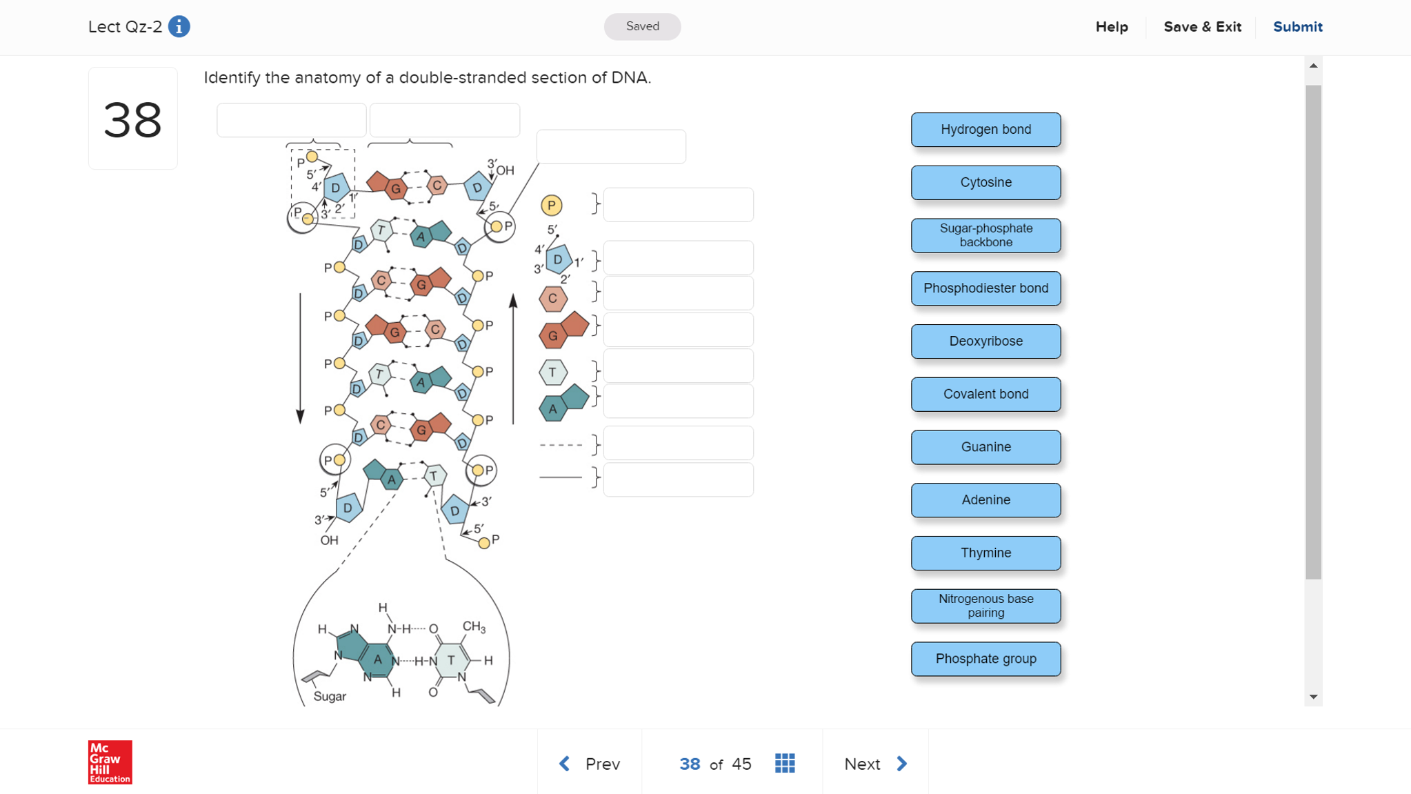 Solved Identify the anatomy of a double-stranded section of | Chegg.com