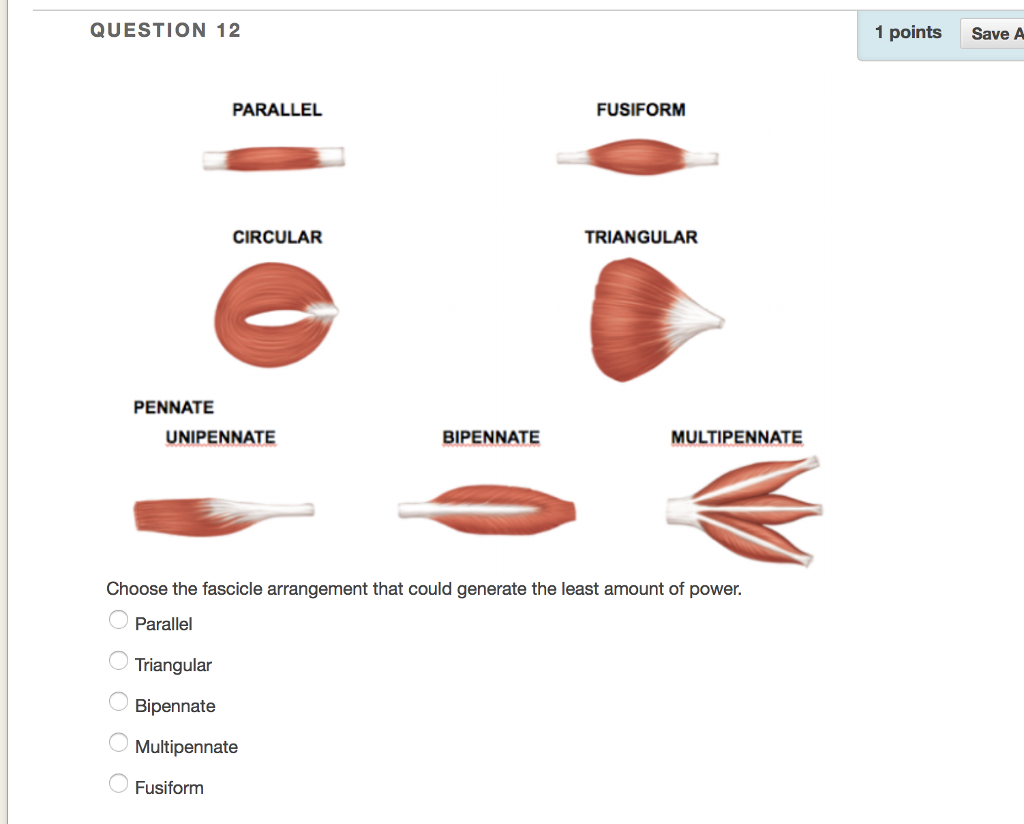 Solved QUESTION 10 Choose the muscle that has the most | Chegg.com
