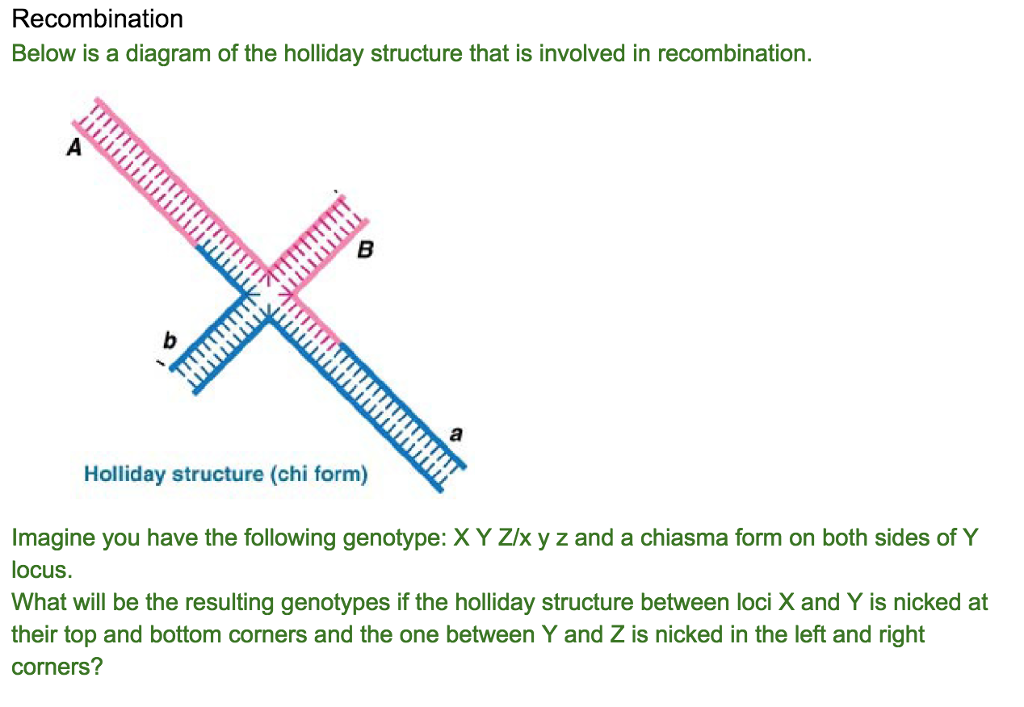 Solved Recombination Below is a diagram of the holliday | Chegg.com