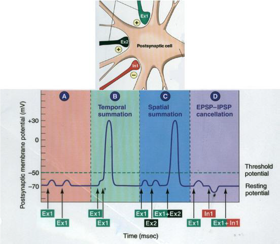Solved Individual neurons communicate with multiple other | Chegg.com