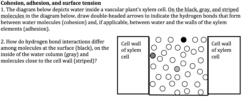 Cohesion Of Water Diagram