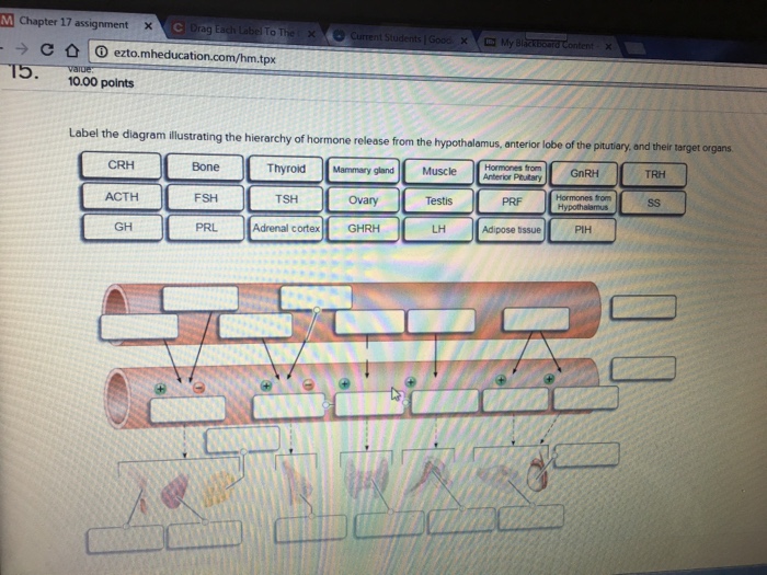 Solved Label the diagram illustrating the hierarchy of | Chegg.com Solved Label the diagram illustrating the hierarchy of | Chegg.com