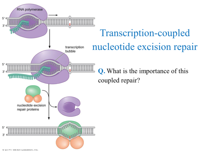 Solved What is the importance of this coupled repair? | Chegg.com