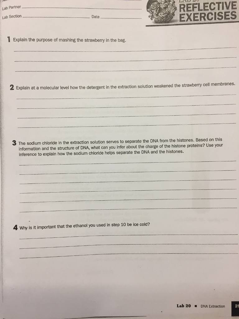 Solved Lab Partner REFLECTIVE EXERCISES Lab Section Date 1 | Chegg.com