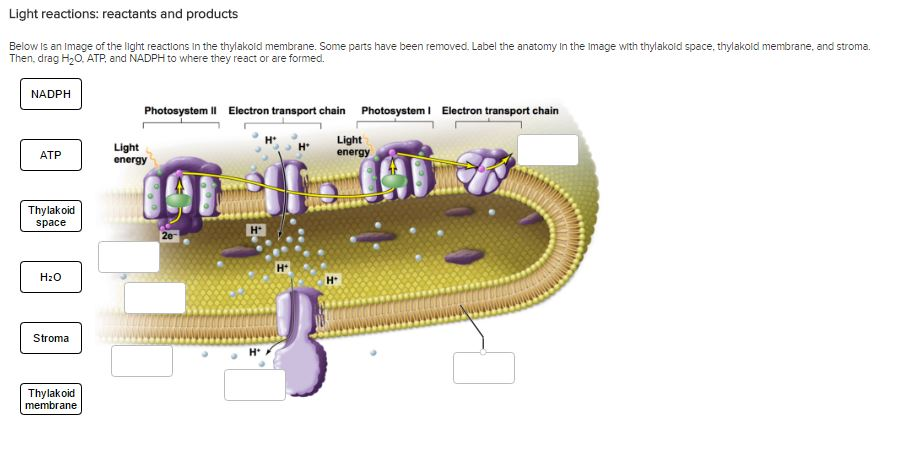 Solved Below is an image of the light reactions in the | Chegg.com