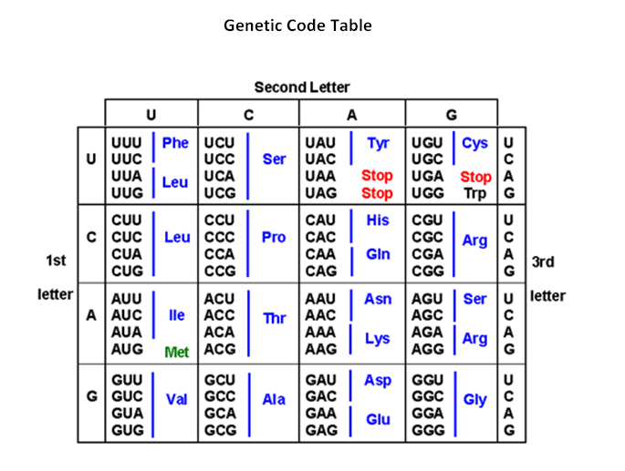 Solved ) A peptide has the following amino acid sequence: | Chegg.com