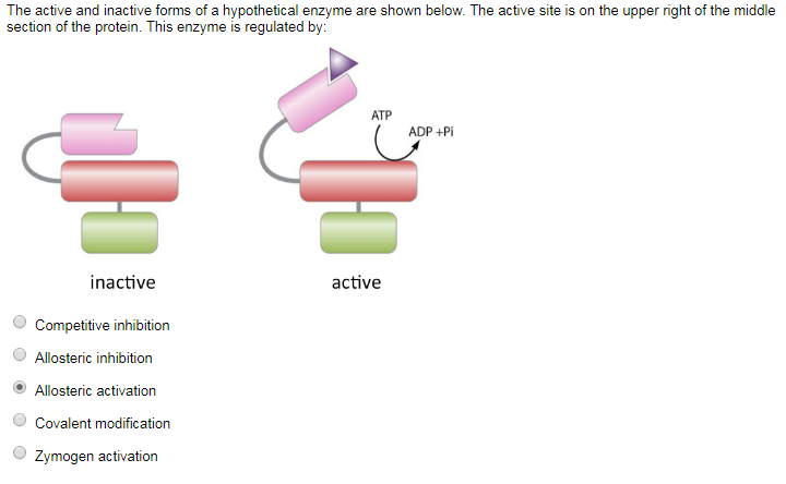 Solved The active and inactive forms of a hypothetical | Chegg.com