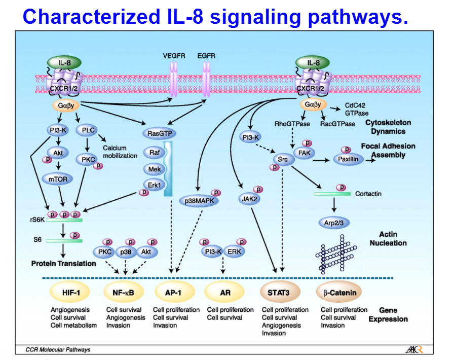 Solved Upon binding IL8, the CXCR2 activates four di?erent | Chegg.com Solved Upon binding IL8, the CXCR2 activates four di?erent | Chegg.com