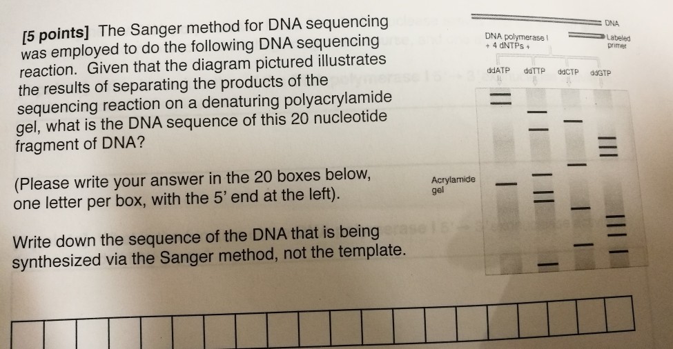 Solved [5 points] The Sanger method for DNA sequencing was | Chegg.com