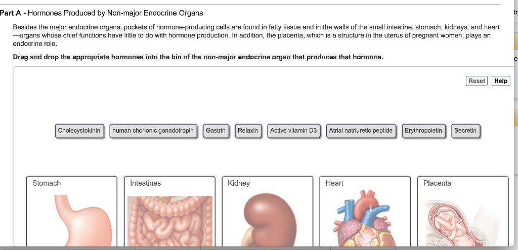 Solved Besides the major endocrine organs, pockets of | Chegg.com
