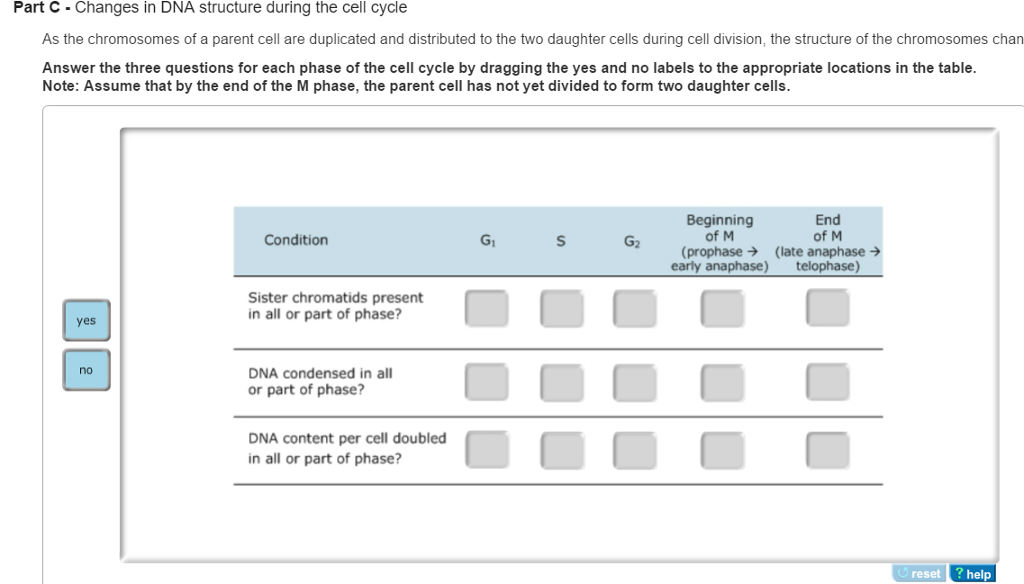Solved Changes in DNA structure during the cell cycle As | Chegg.com