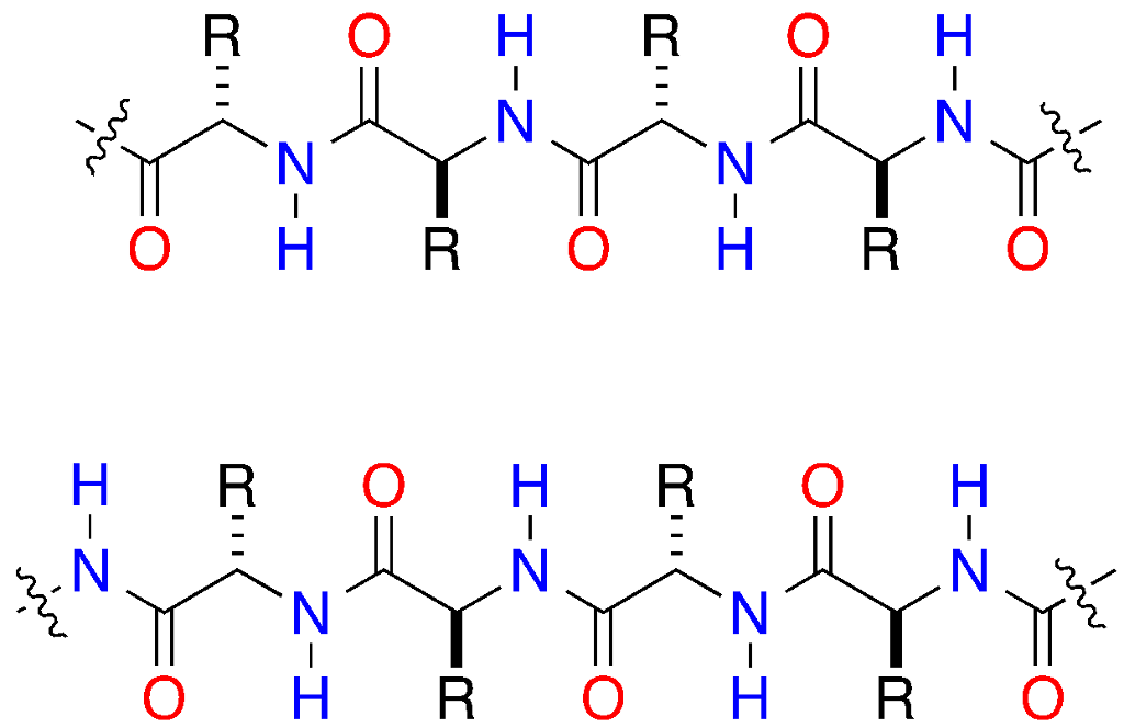 Solved Description: Beta Sheets can be broken down into two | Chegg.com