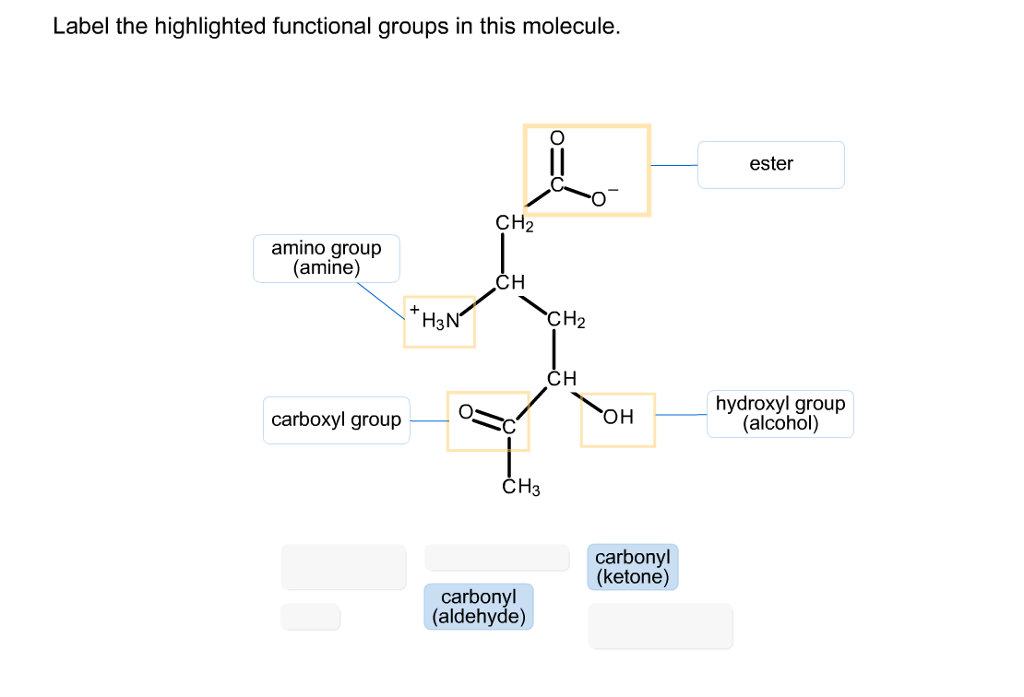 Solved Label the highlighted functional groups in this | Chegg.com