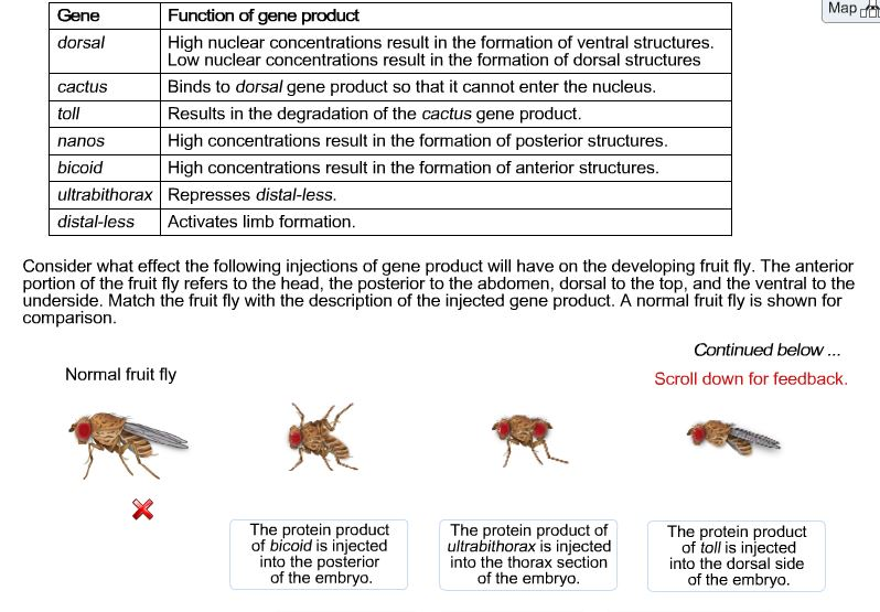 Solved The following table lists some of the genes that | Chegg.com