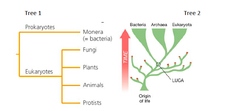 Solved Consider Tree 1 and Tree 2 above. Tree 1 shows the | Chegg.com