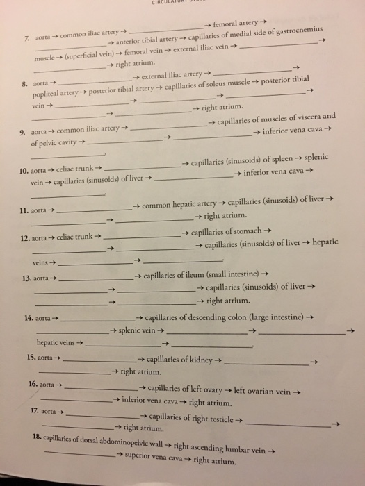 Solved CIRCULAI femoral artery anterior tibial artery | Chegg.com