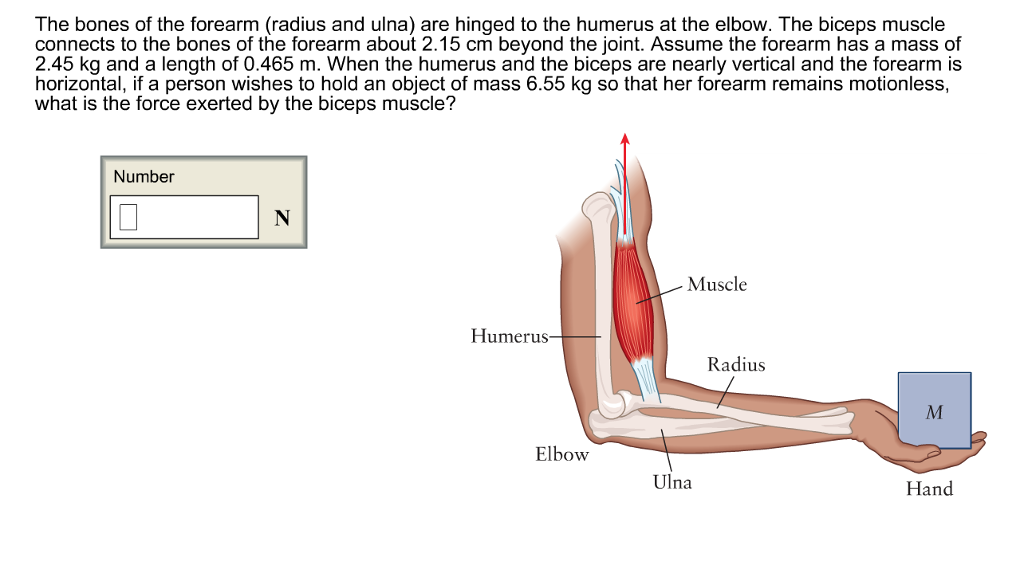Solved The bones of the forearm (radius and ulna) are hinged | Chegg.com