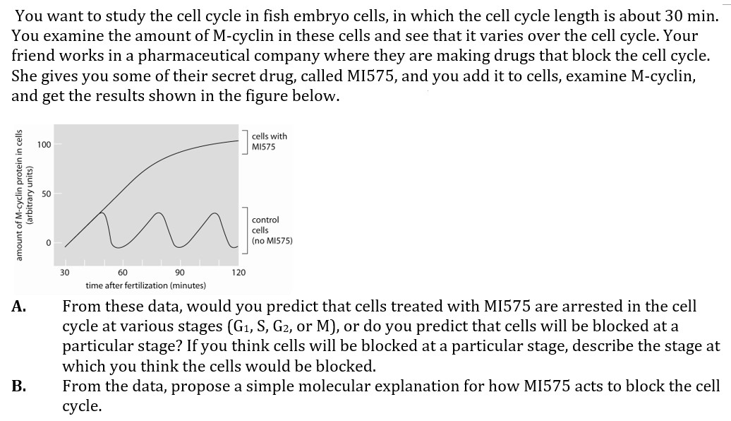 Solved You want to study the cell cycle in fish embryo | Chegg.com