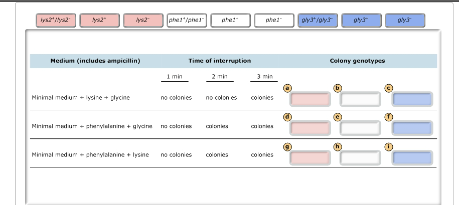 Conjugation And Gene Mapping In Bacteria - Copy In... | Chegg.com