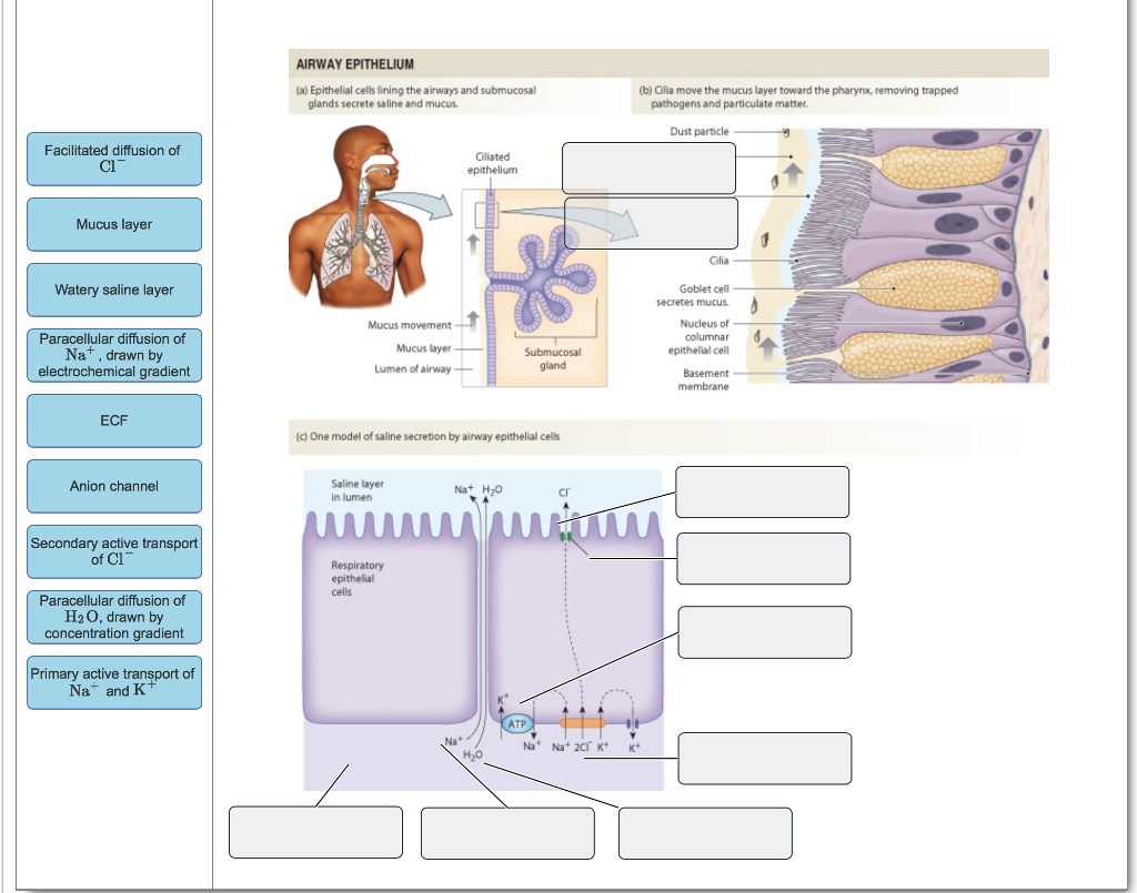 Solved AIRWAY EPITHELIUM a) Epithelial cells lining the | Chegg.com
