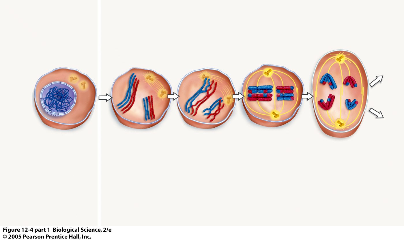 Prentice Hall Biology Meiosis